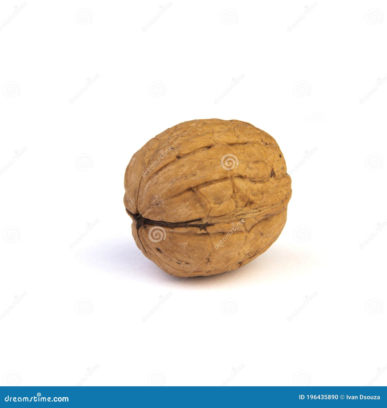 Single Walnut Isolated on a White Backdrop Stock Photo - Image of fruit ...