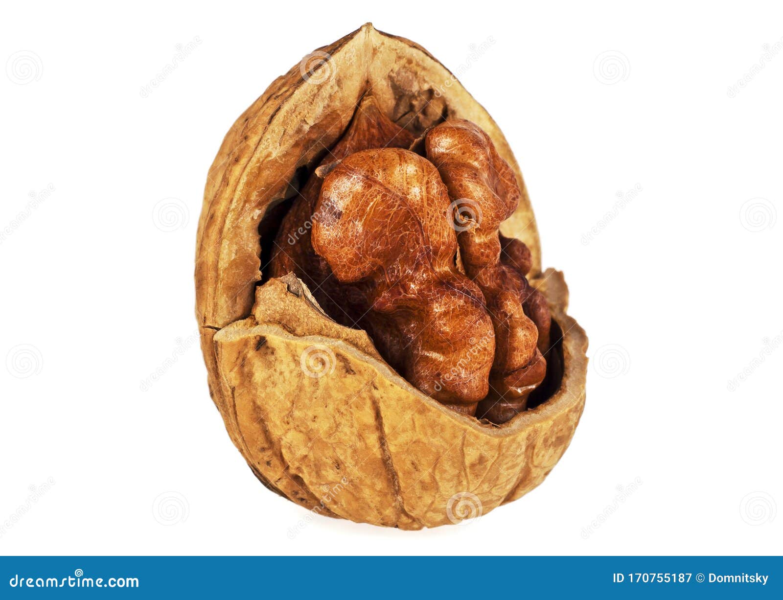Single Walnut Isolated on White Background Stock Image - Image of ...