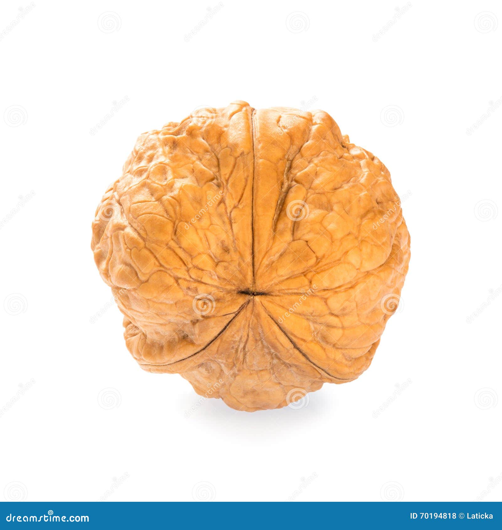 Single walnut stock photo. Image of breakfast, vegetarian - 70194818