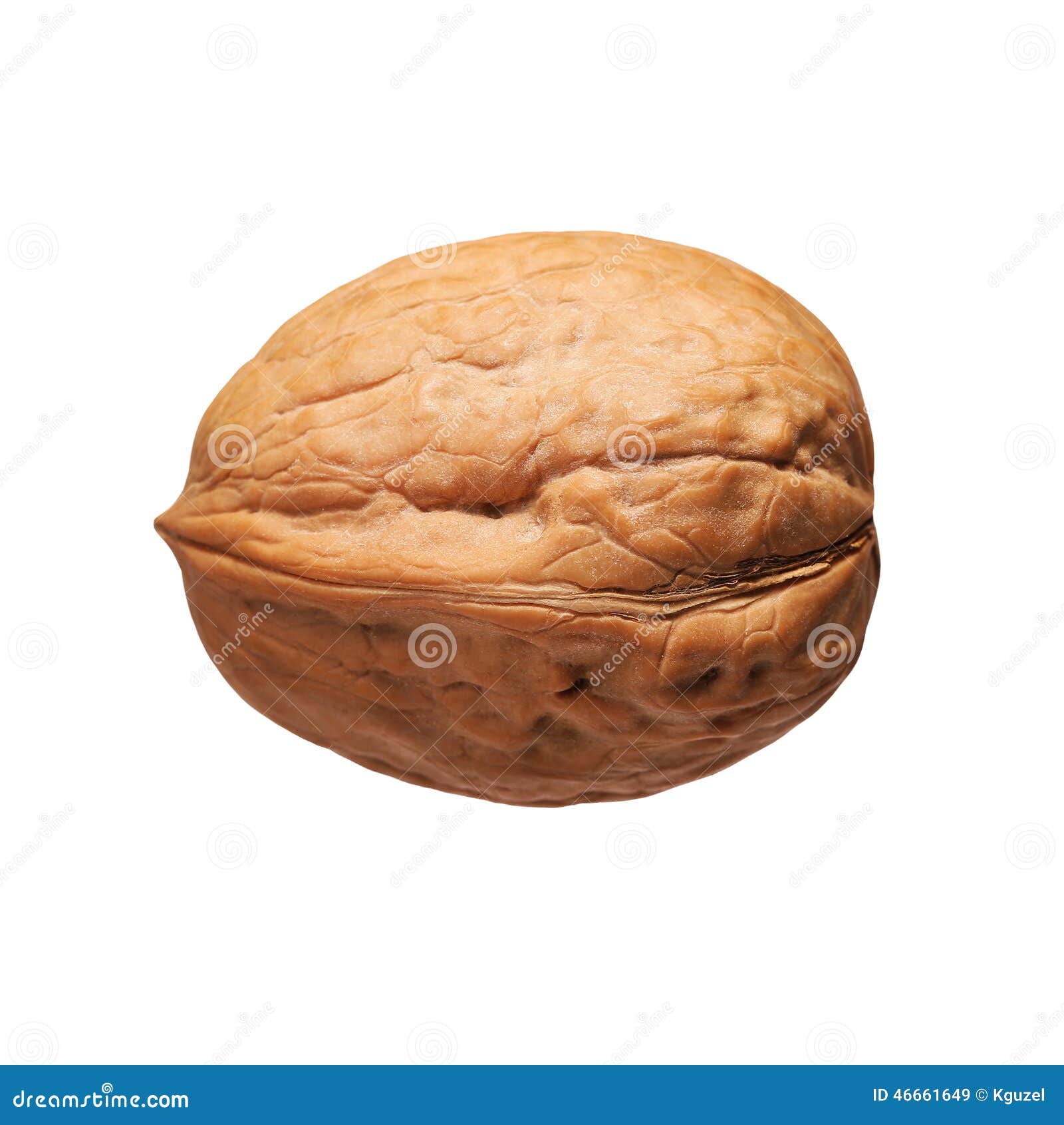 Single Walnut in Shell Isolated Stock Image - Image of food, nutshell ...