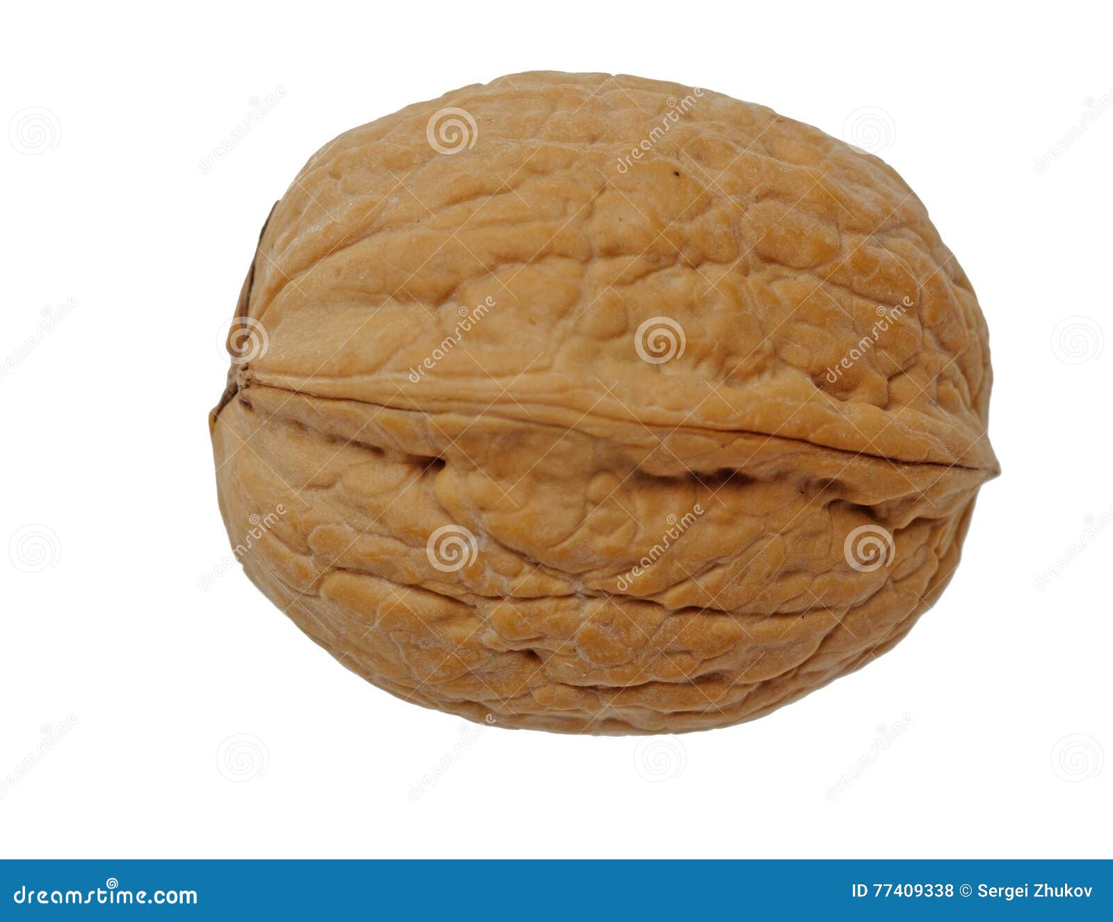 Single Walnut White Background Stock Images - Download 2,061 Royalty ...