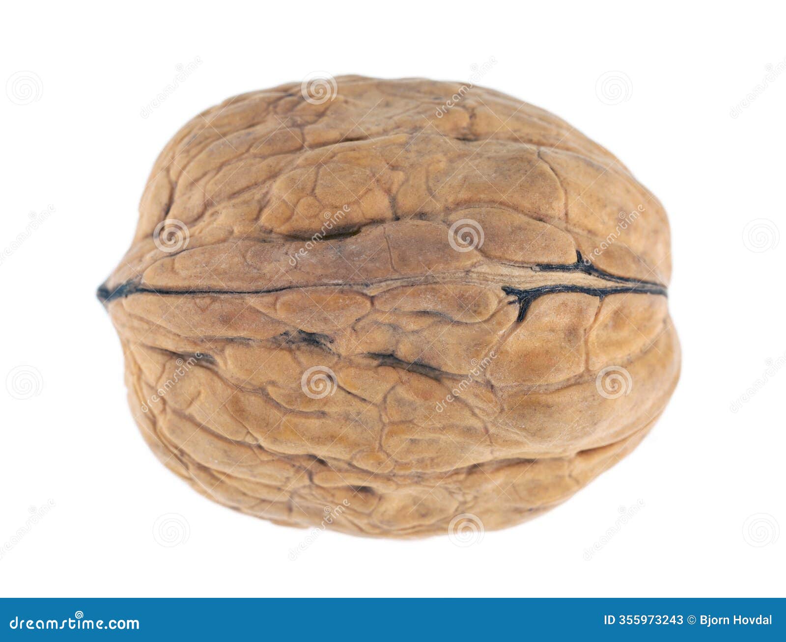 Single Walnut on White Background. Stock Image - Image of cracked ...