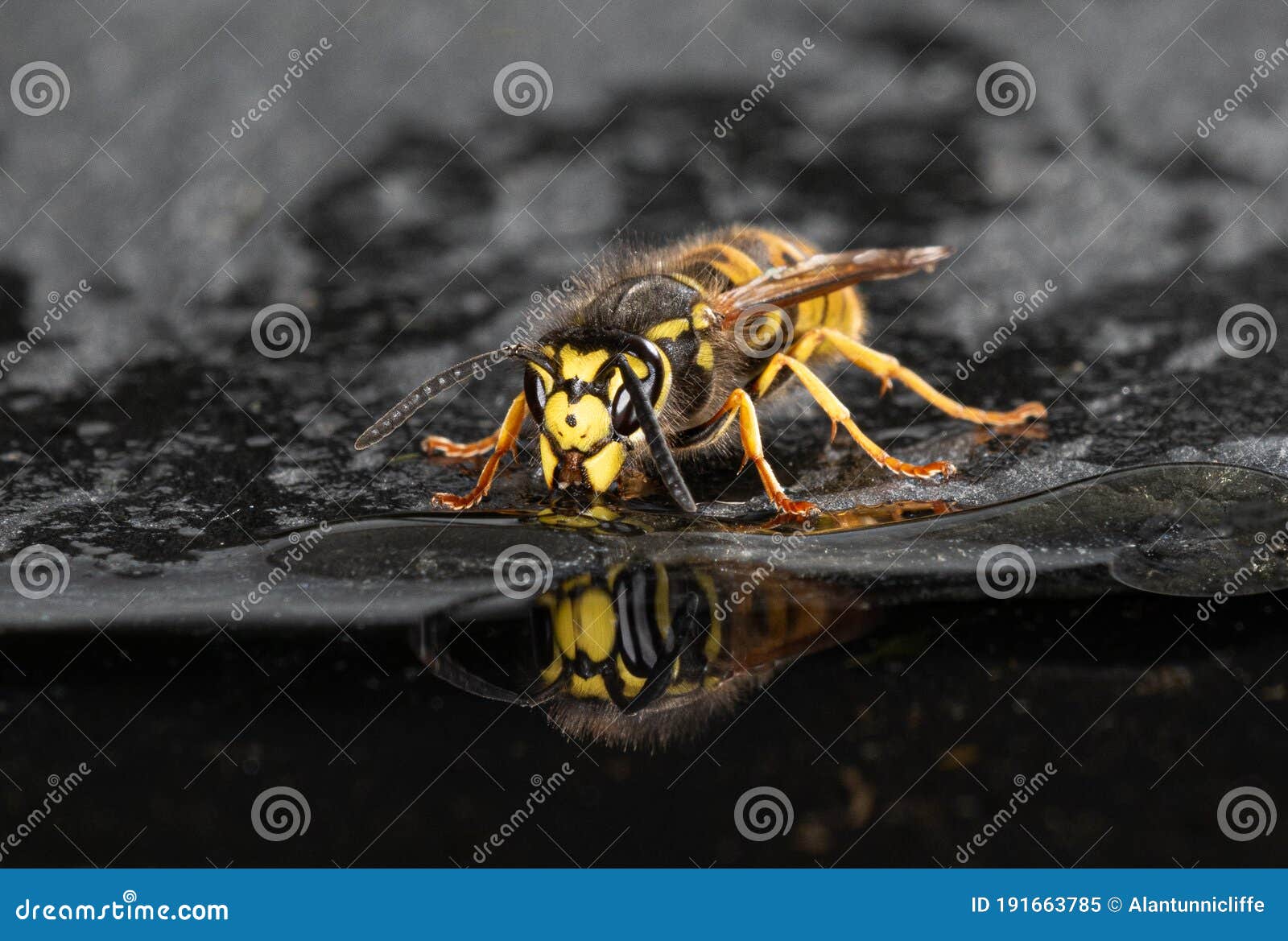 A Single Wasp with Reflection in Water Stock Image - Image of wasp ...