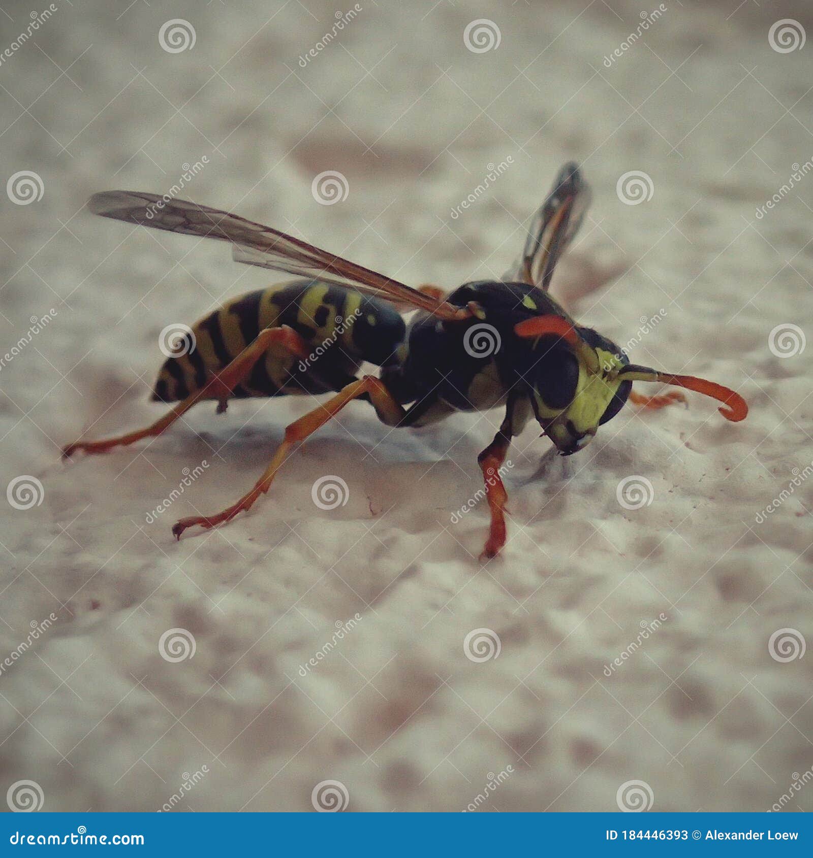 Wasp on a wall stock image. Image of beetle, fear, bumblebee - 184446393