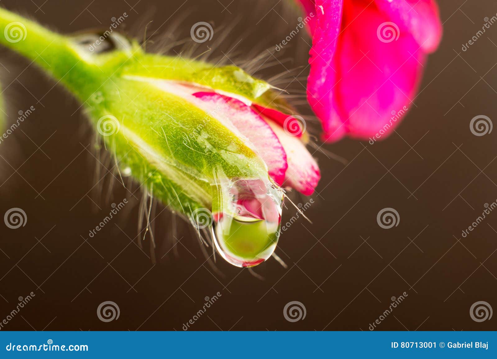 Single Water Drop on Flower Stock Image - Image of natural, freshness ...