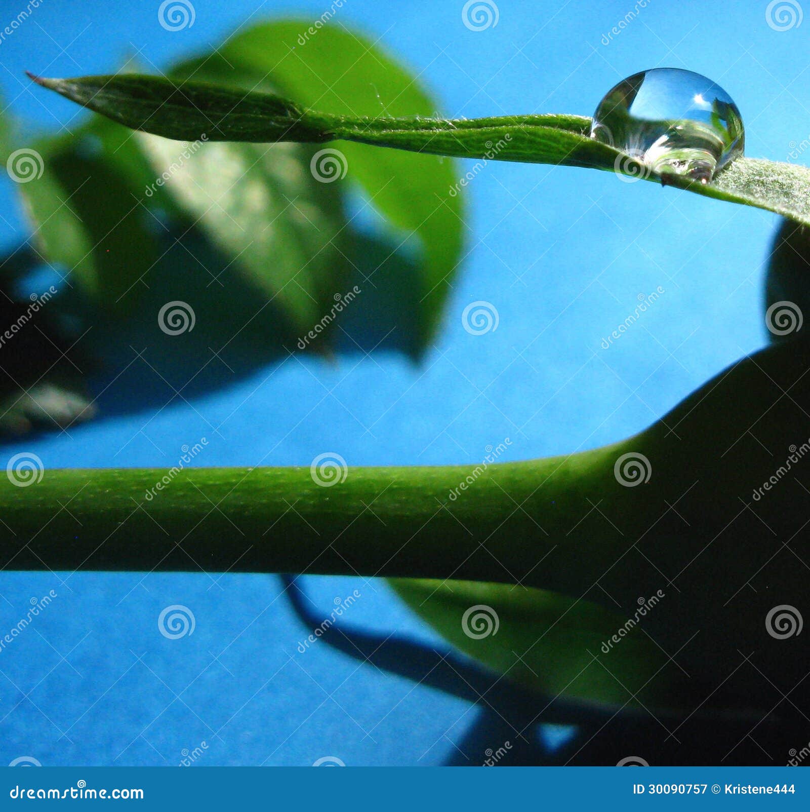 Water drop on a leaf stock image. Image of pure, abstract - 30090757