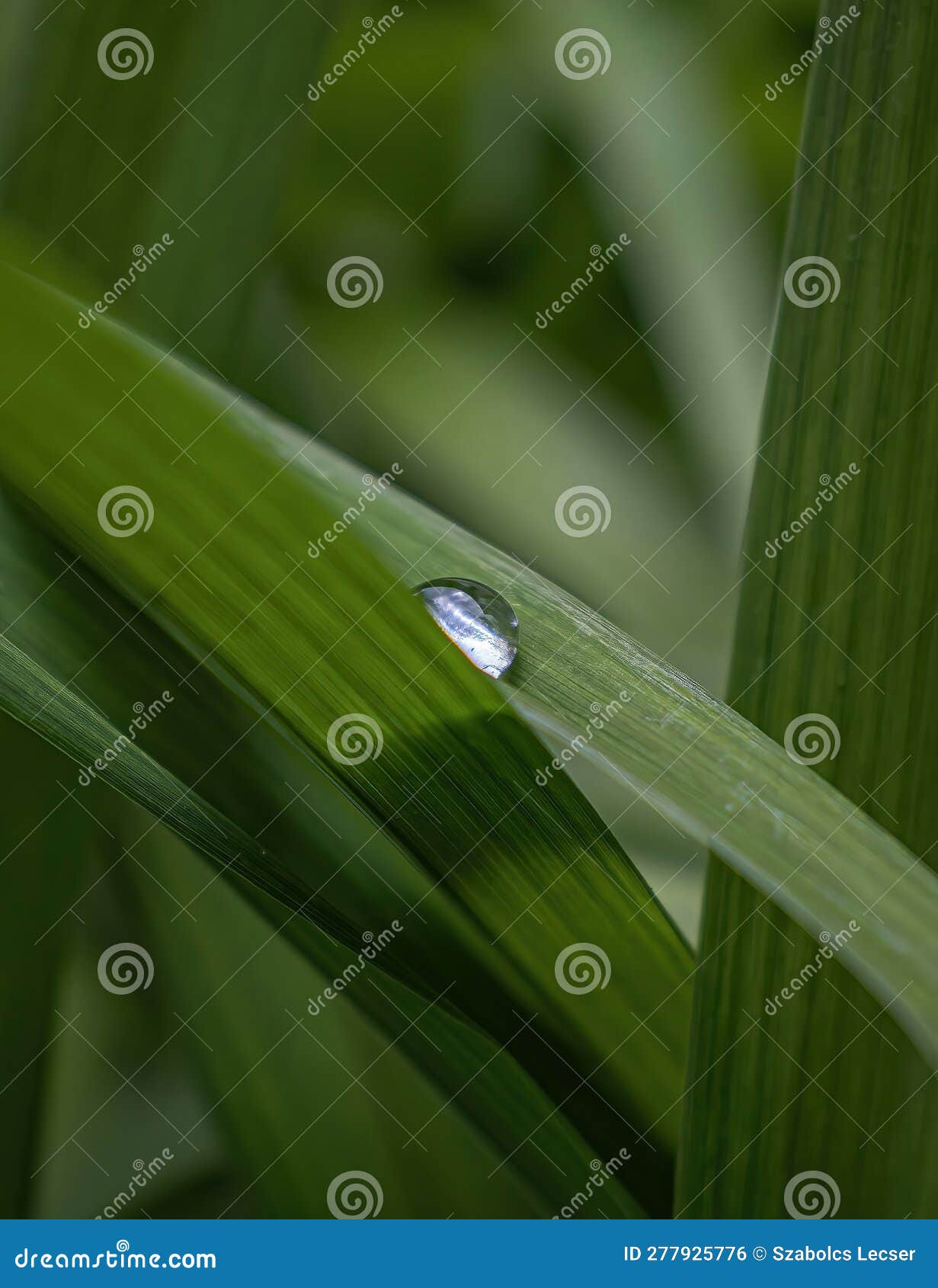 A Single Water Droplet on a Leaf Stock Photo - Image of petal, line ...