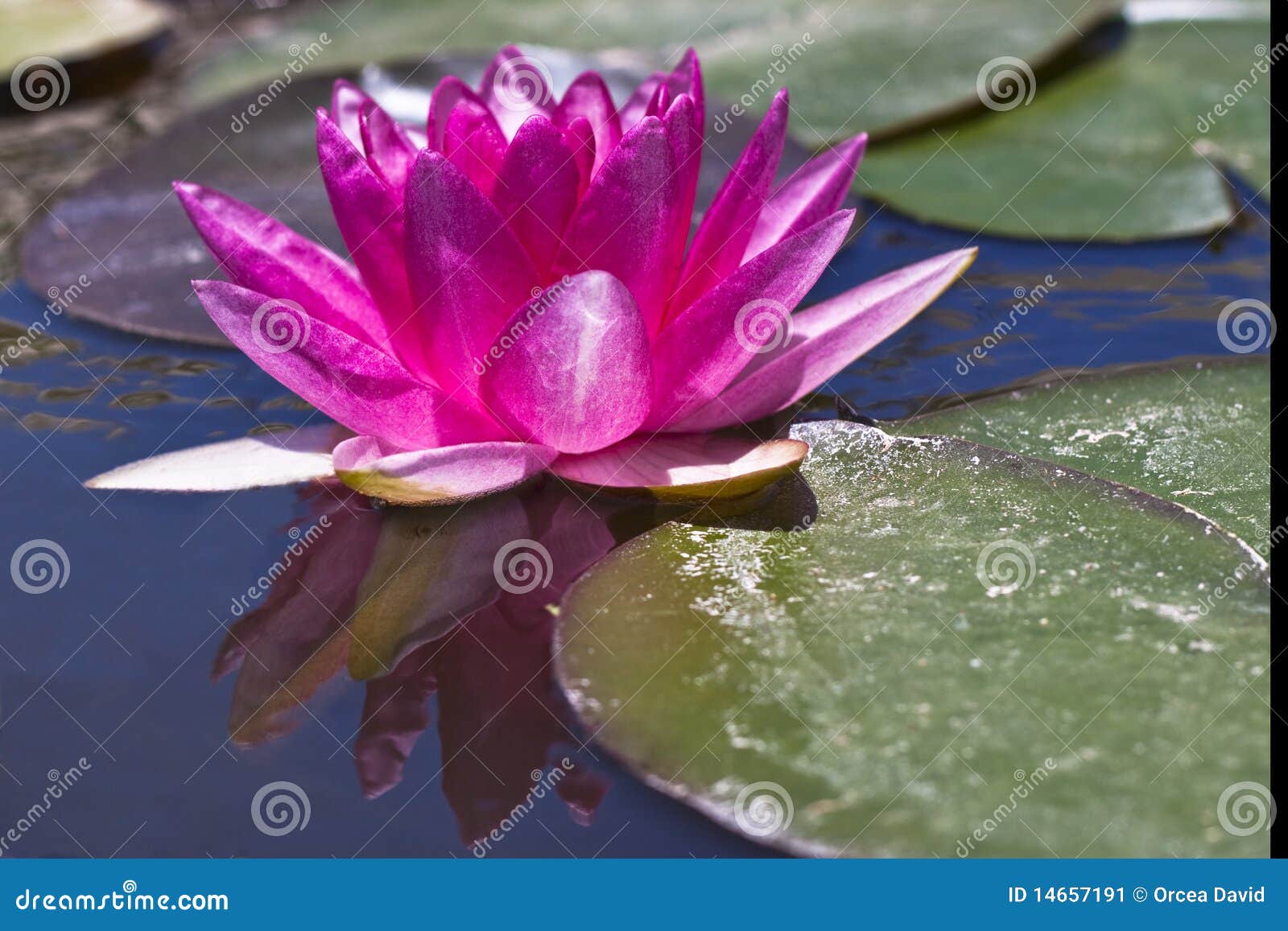 Single water lily stock image. Image of black, park, flora - 14657191
