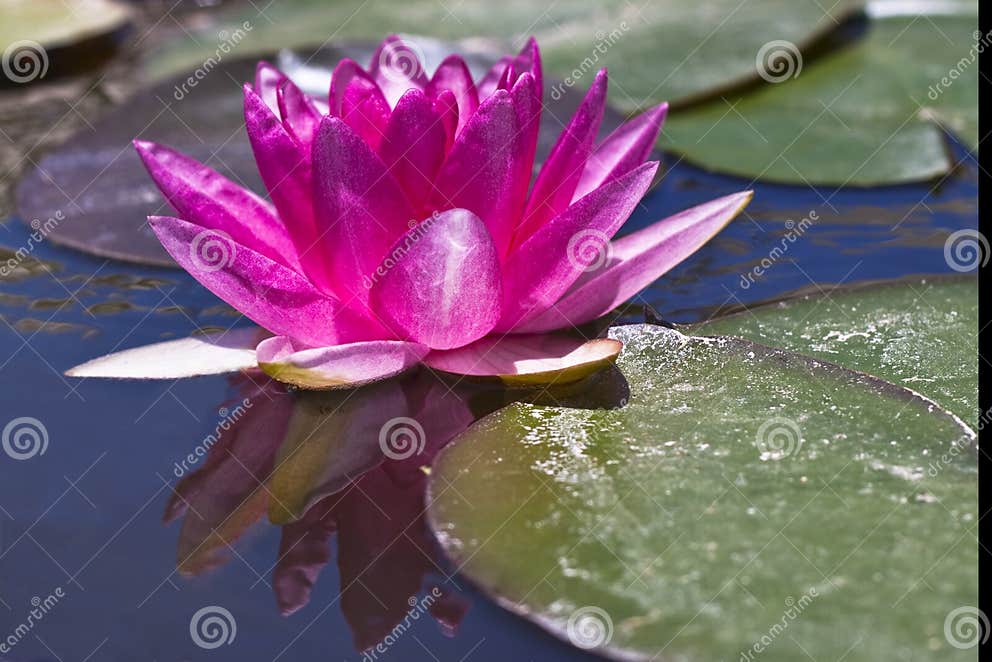Single water lily stock image. Image of black, park, flora - 14657191