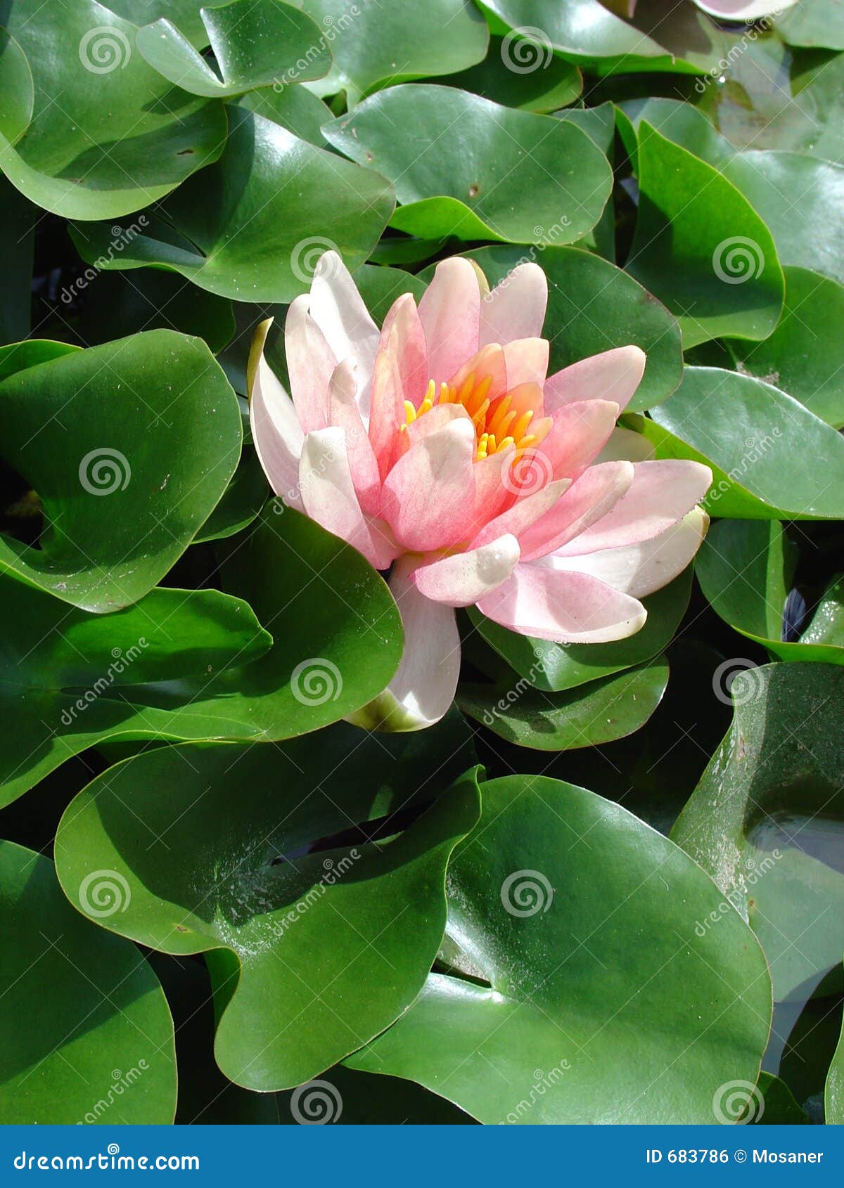 Single water lily stock photo. Image of stamen, flower - 683786