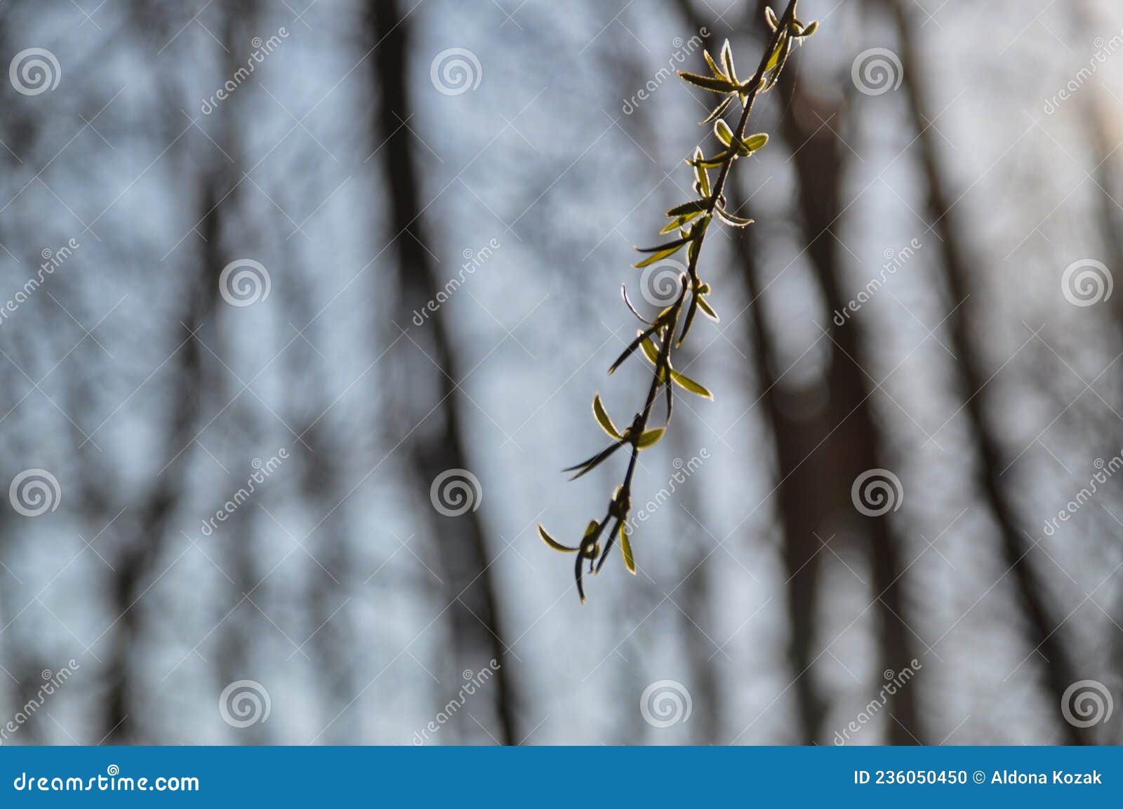 Single Weeping Willow Twig Spring Green Small Leaves Unfurl Stock Photo ...