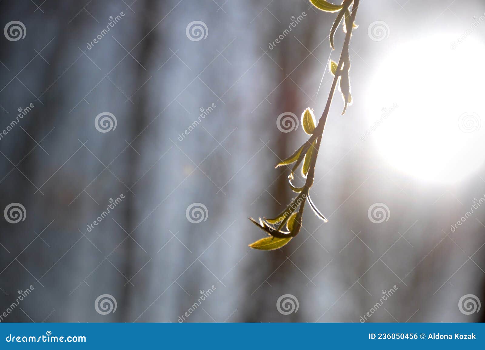 Single Weeping Willow Twig Spring Green Small Leaves Unfurl Stock Photo ...