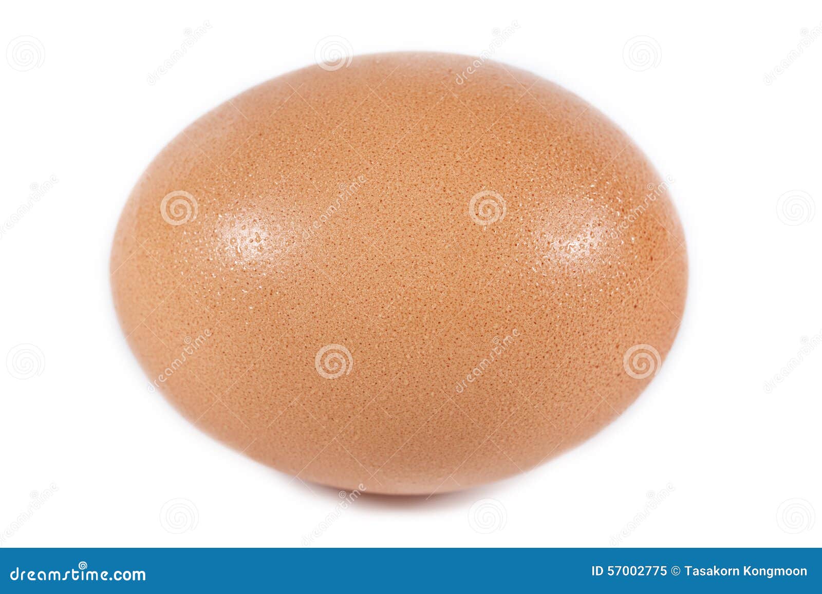 Single Wet Egg Isolated on White Stock Image - Image of fragile, macro ...