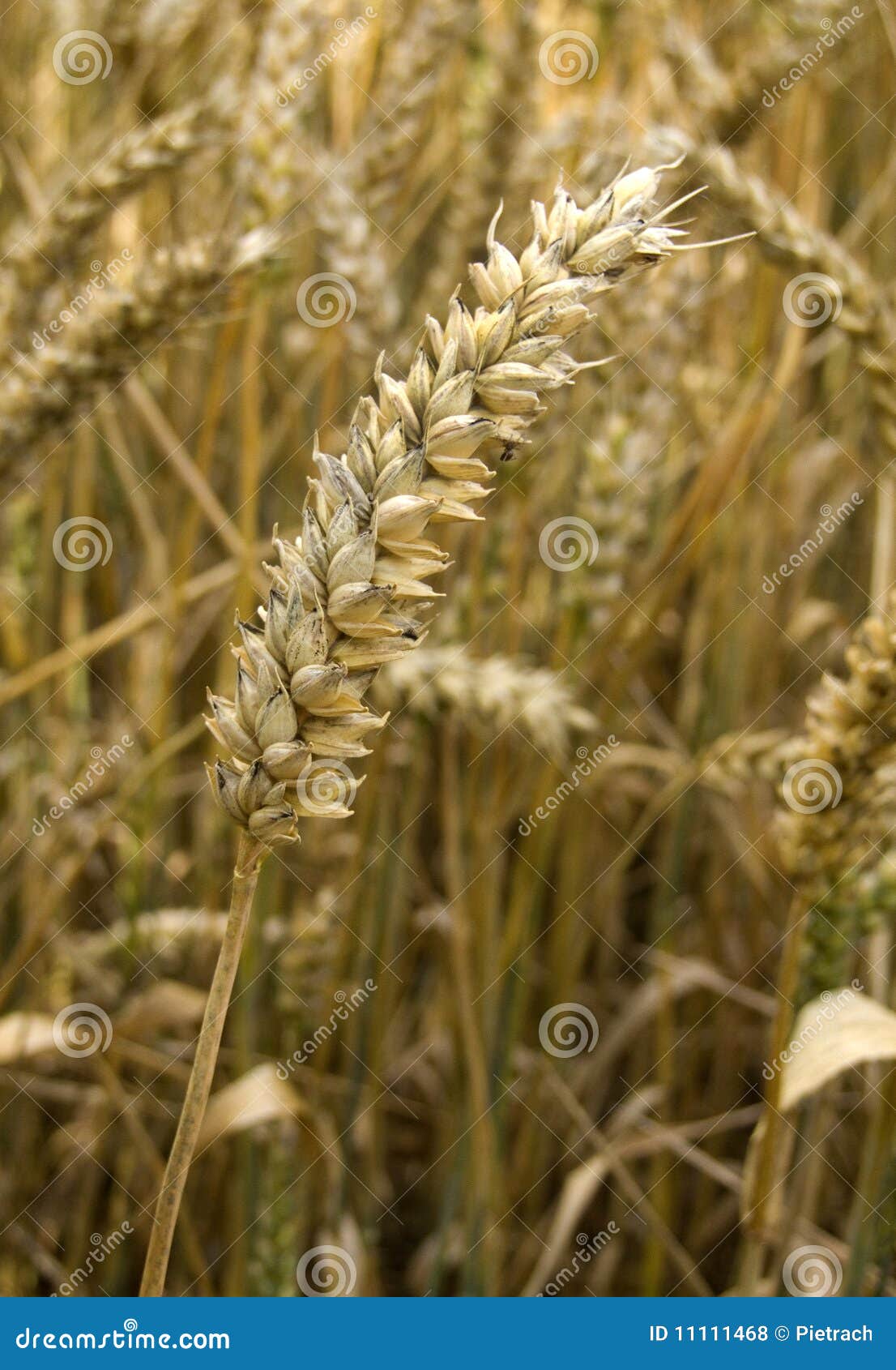 Single wheat stock photo. Image of closeup, field, wheat - 11111468