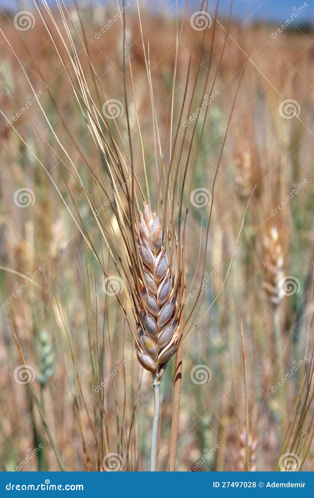 Single wheat stock photo. Image of rural, golden, farming - 27497028