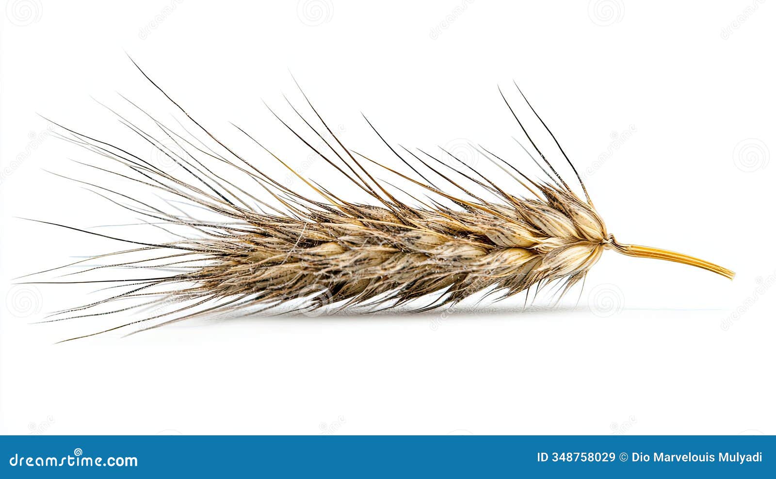 Single Wheat Ear Isolated on White Background Stock Image - Image of ...