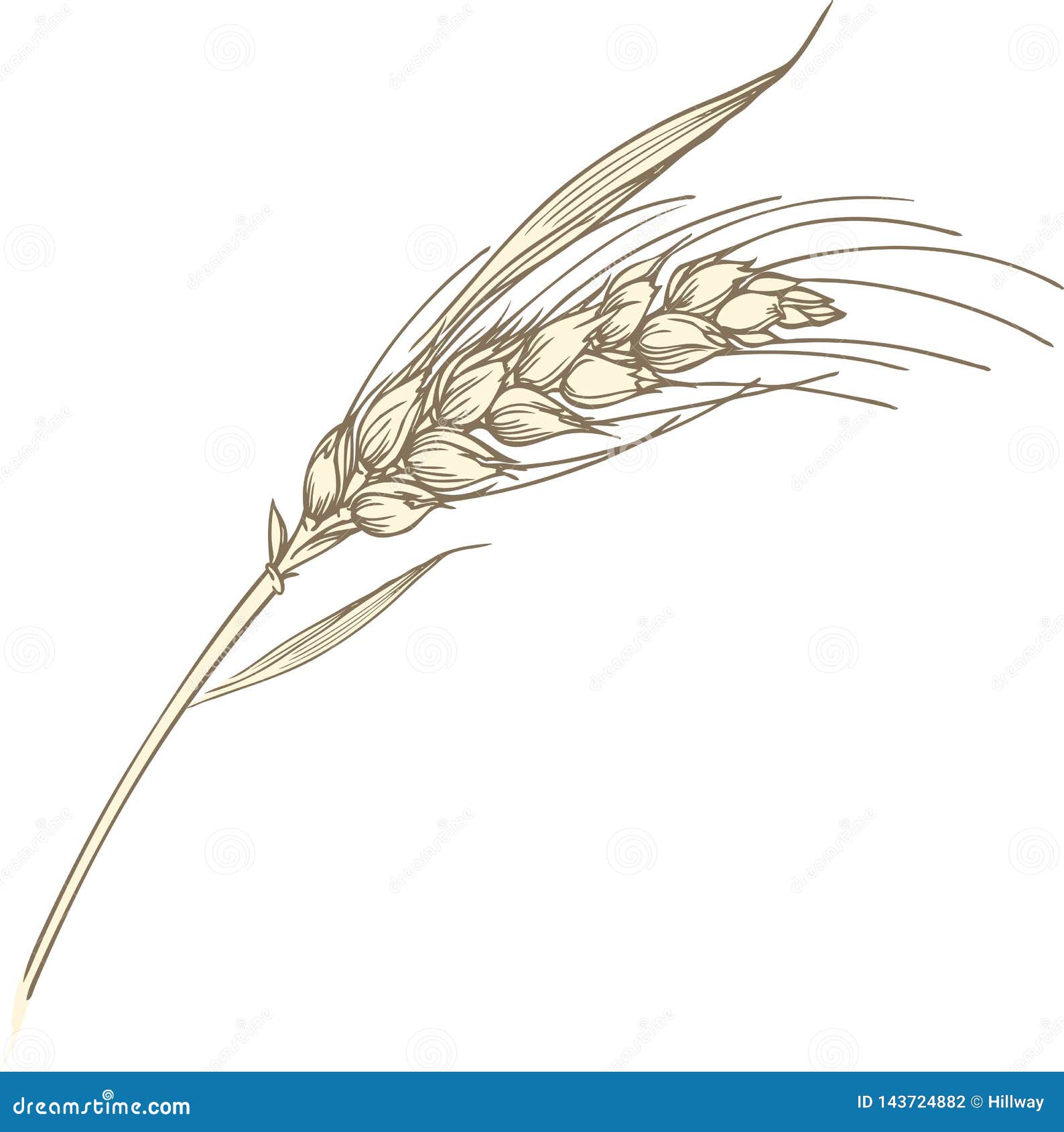 Single Dry Wheat Plant Left In A Drought-stricken Field Under Dramatic ...