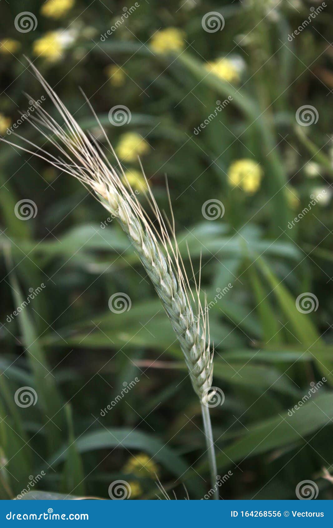 Single Wheat Head Detailed Photo Stock Photo - Image of farmland, high ...