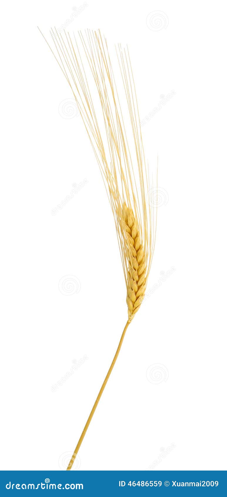 A single wheat stock image. Image of season, seasonal - 46486559