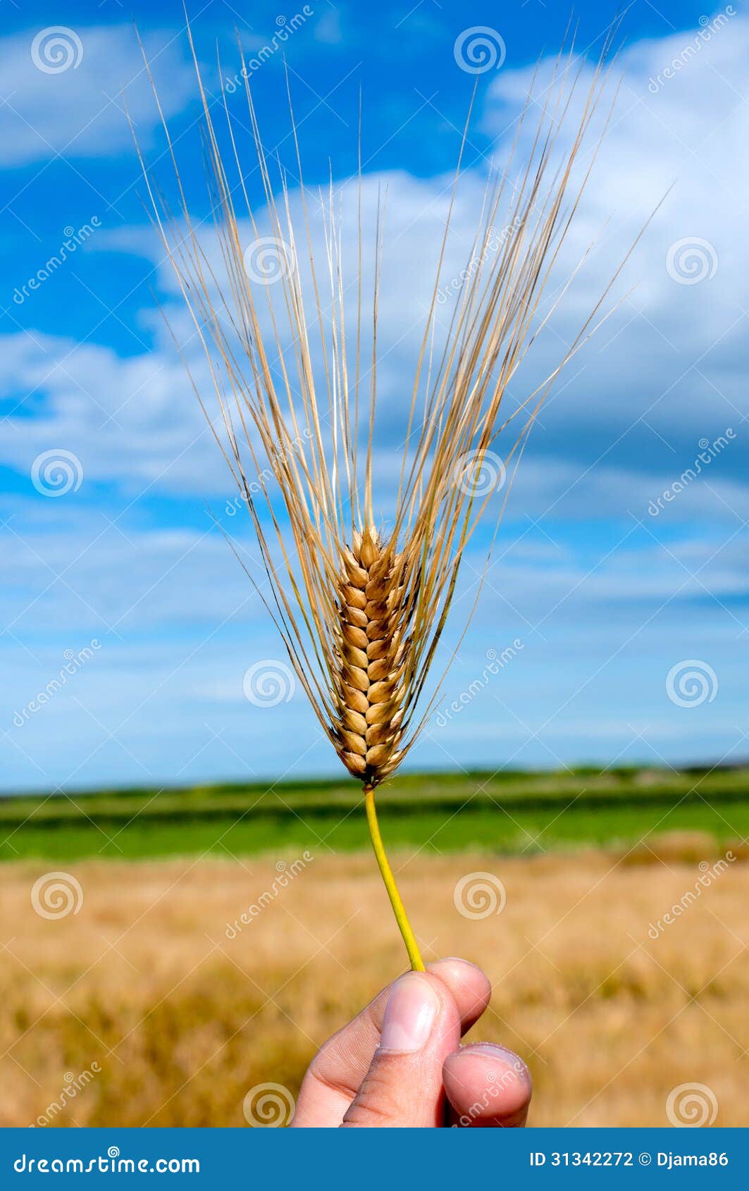 Single wheat stock photo. Image of grain, countryside - 31342272