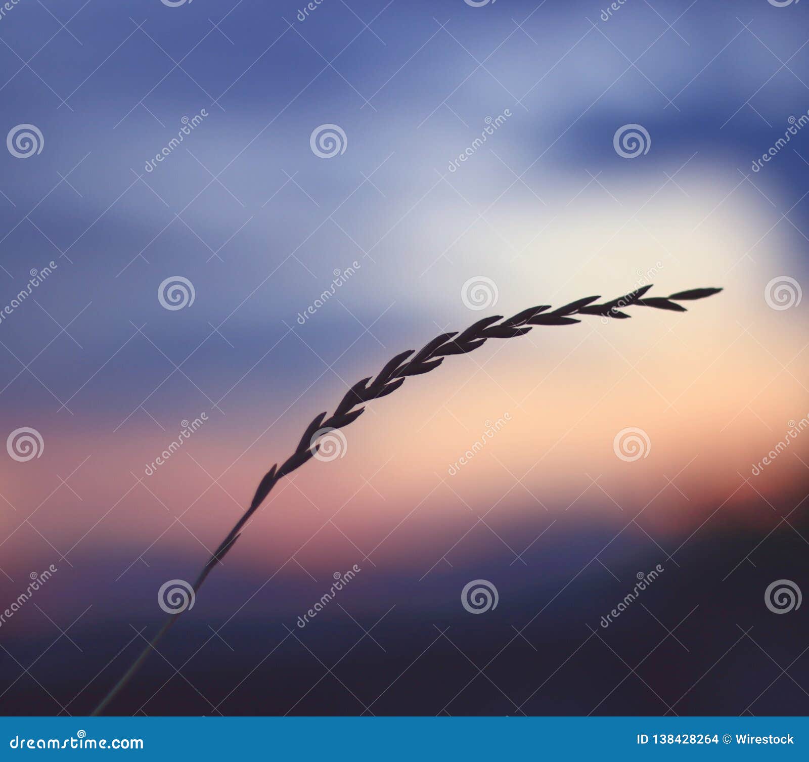 Single wheat stock photo. Image of farming, grain, food - 138428264