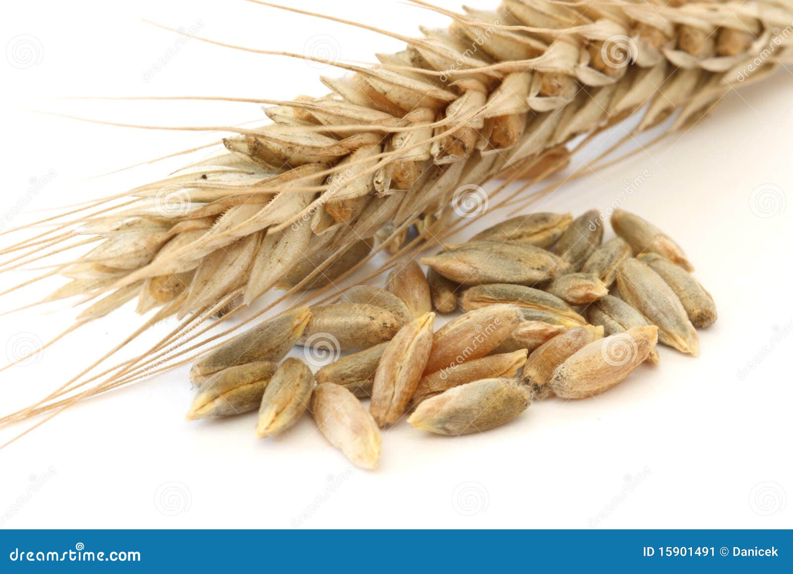 Single wheat spike stock image. Image of corn, isolated - 15901491