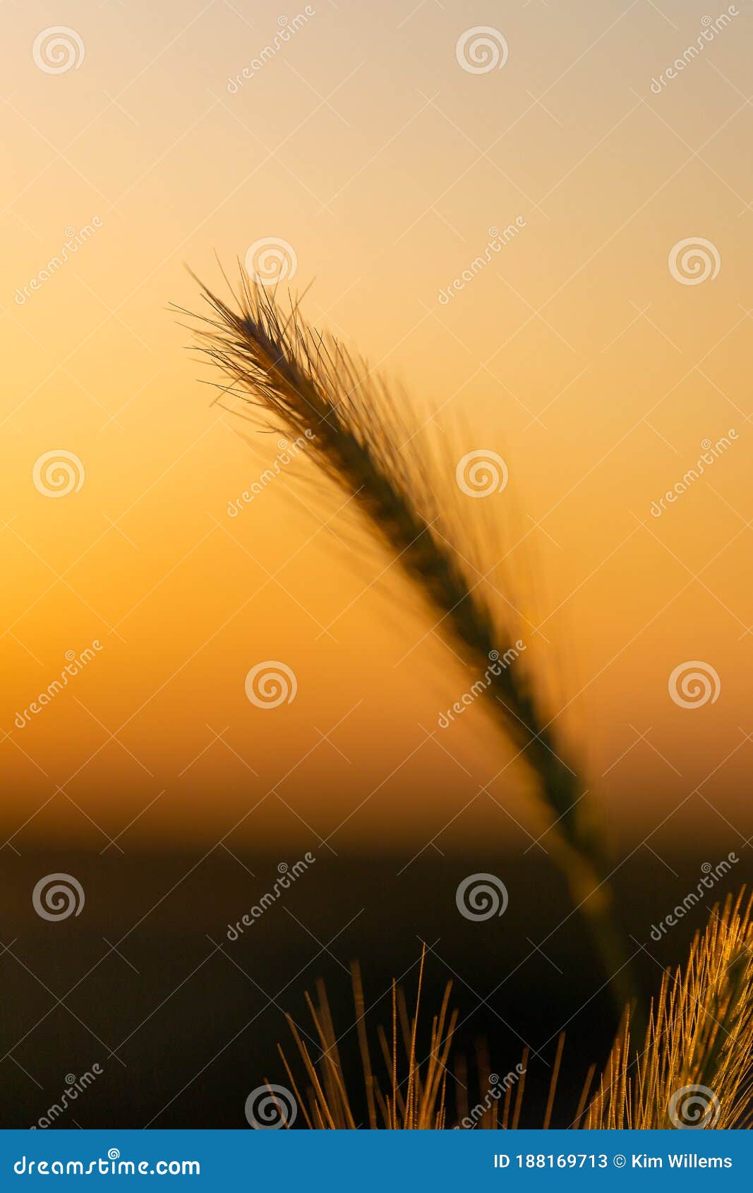 Single Wheat Stalk in the Fields during the Golden Hour of Sunset on a ...