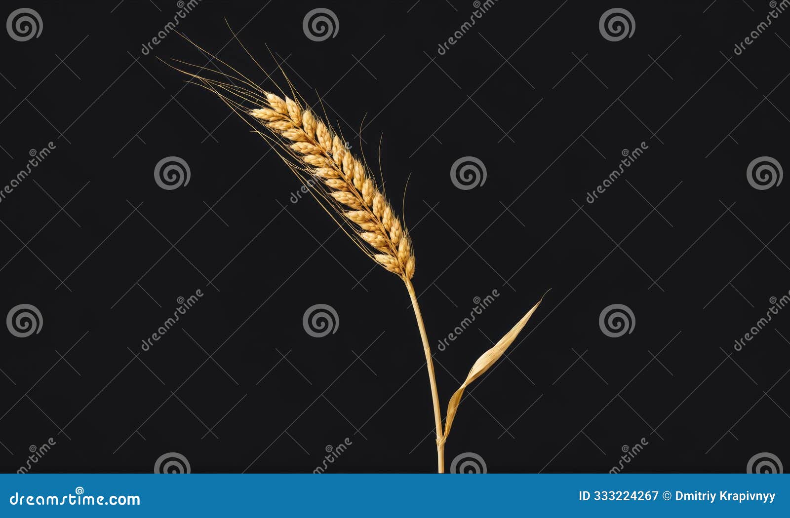 Single Wheat Stalk Isolated on Black Background Stock Illustration ...