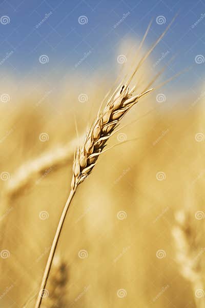 Single wheat stem stock photo. Image of production, nature - 25383848