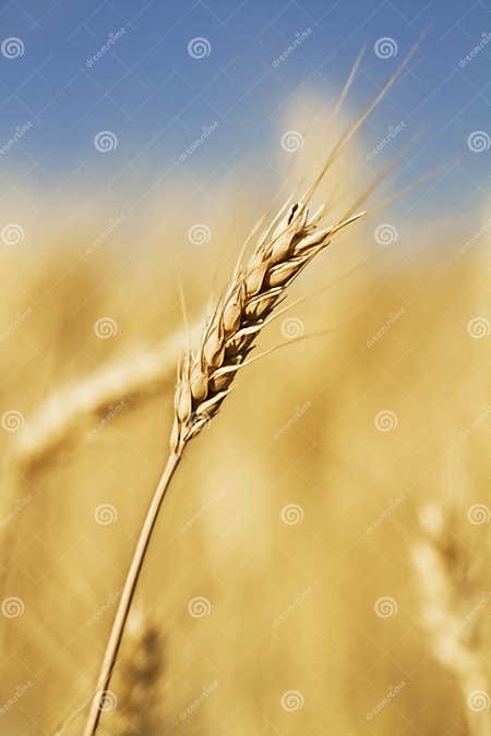 Single wheat stem stock photo. Image of production, nature - 25383848