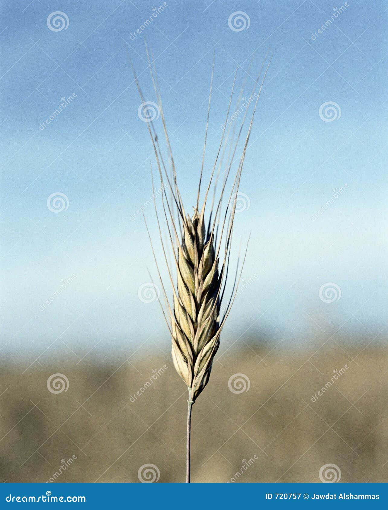 Single wheat stem stock image. Image of rural, grain, farming - 720757
