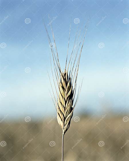 Single wheat stem stock image. Image of rural, grain, farming - 720757