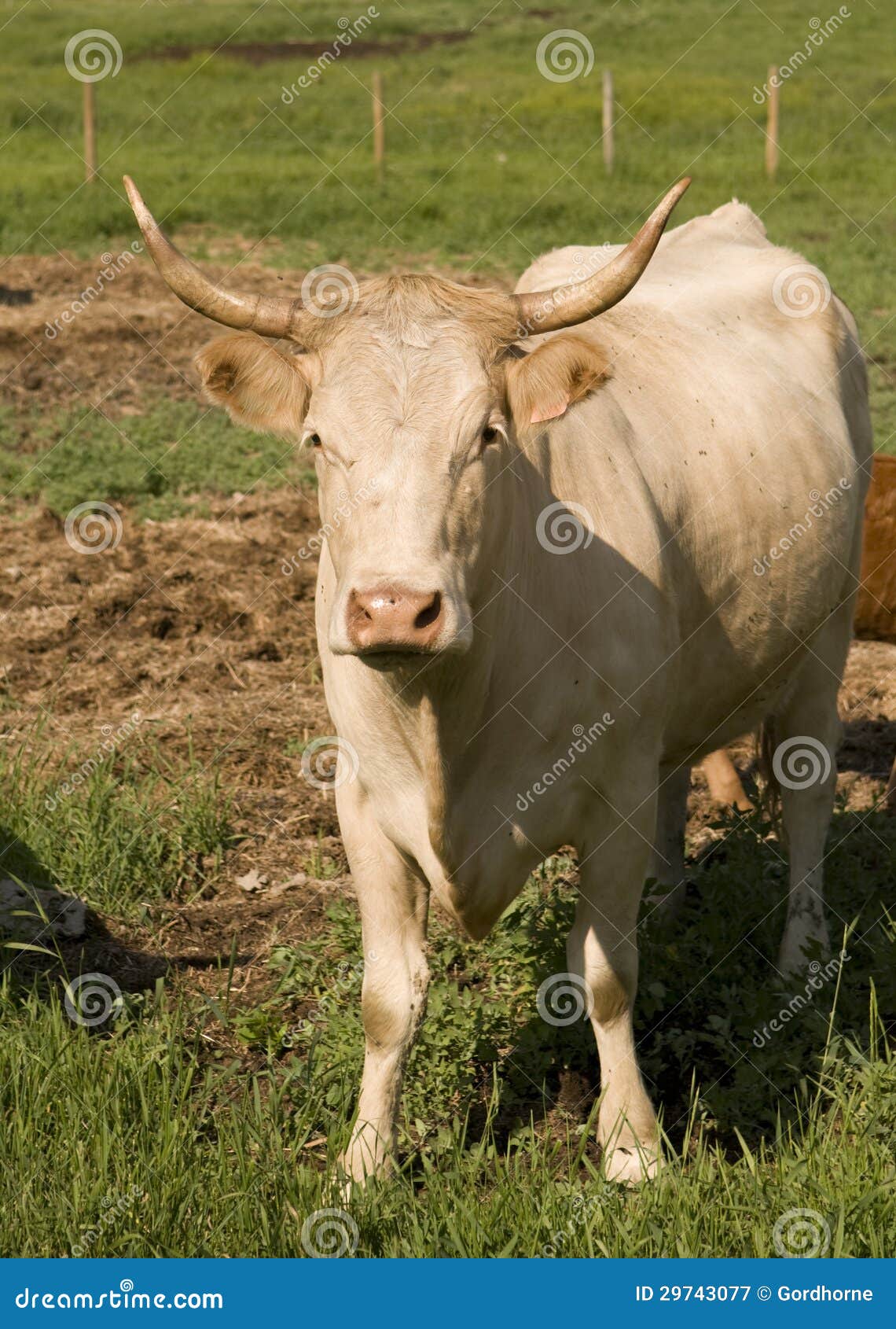 Beef Cow stock image. Image of ranch, mammal, farm, light - 29743077