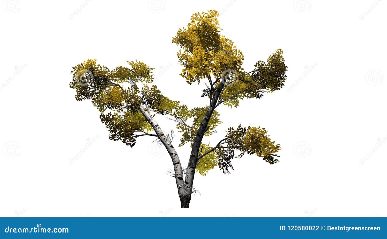 Single White Birch Tree in the Autumn Stock Photo - Image of plant ...