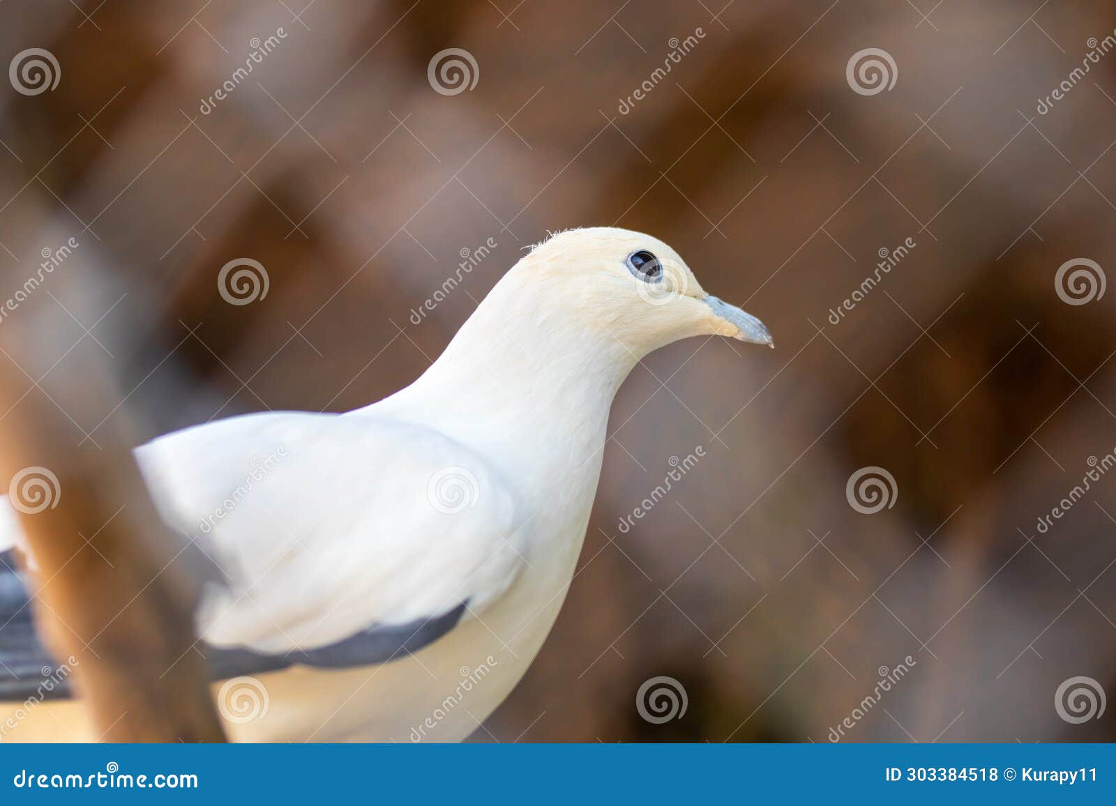 Single White Bird in Cage. Focus on Bir Stock Photo - Image of cage ...