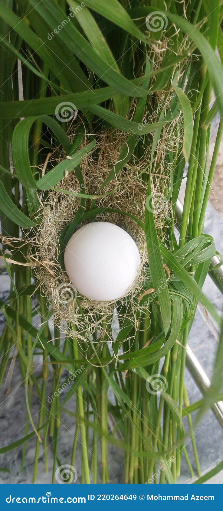 Single White Bird Egg with Small Nest in Green Leaves Stock Image ...