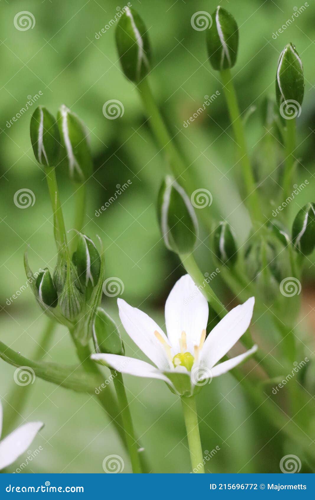 Single White Bloodroot Bloom among Buds II Stock Photo - Image of green ...