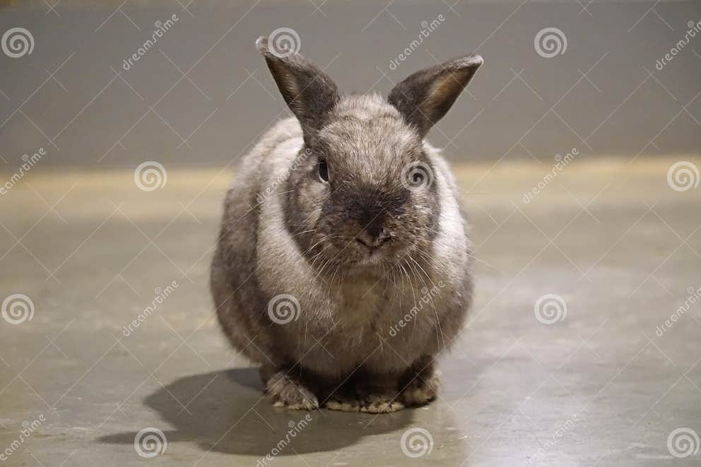 Single White and Brown Rabbit Stock Photo - Image of brown, animal ...