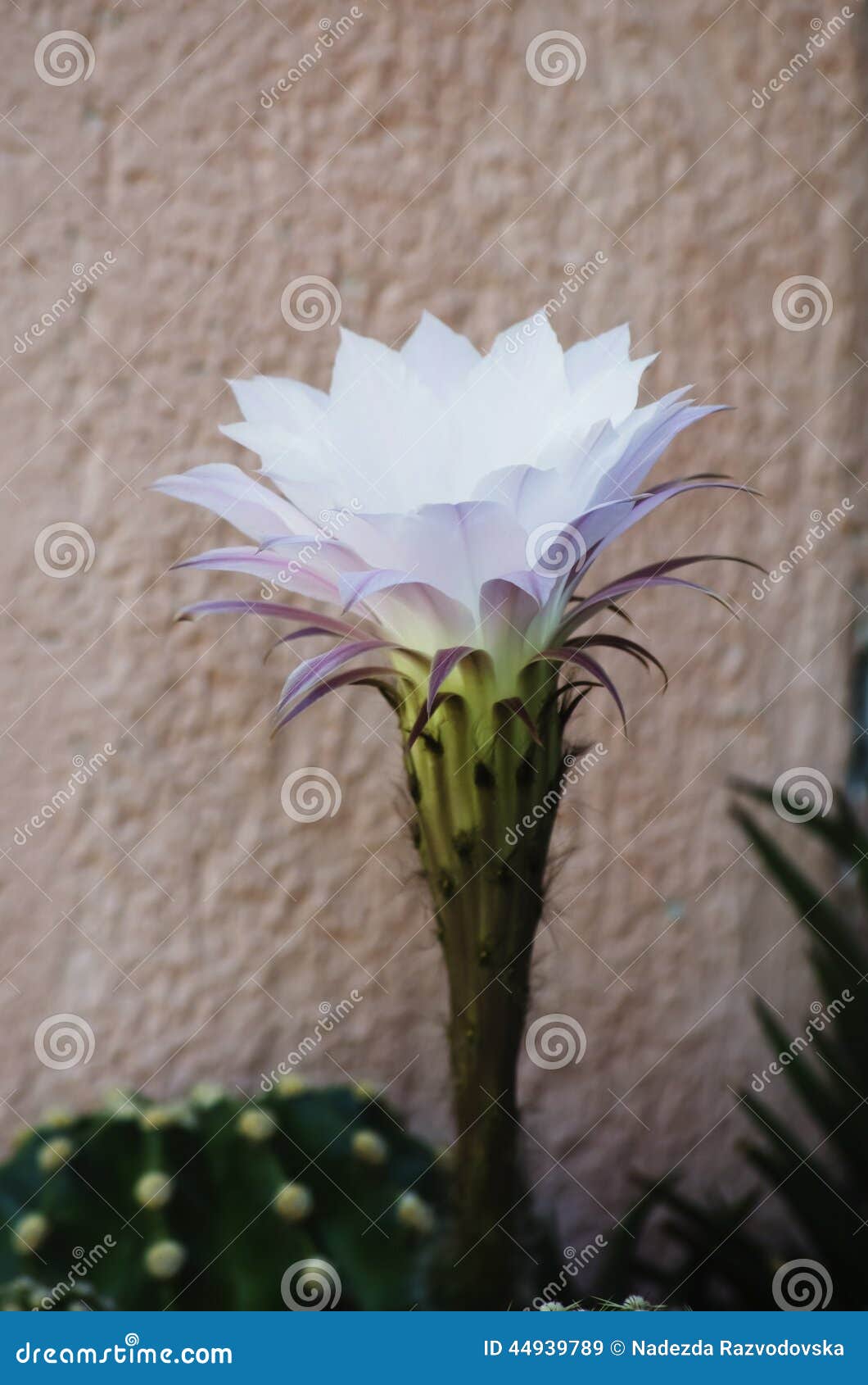 Single White Cactus Flower stock image. Image of closeup - 44939789