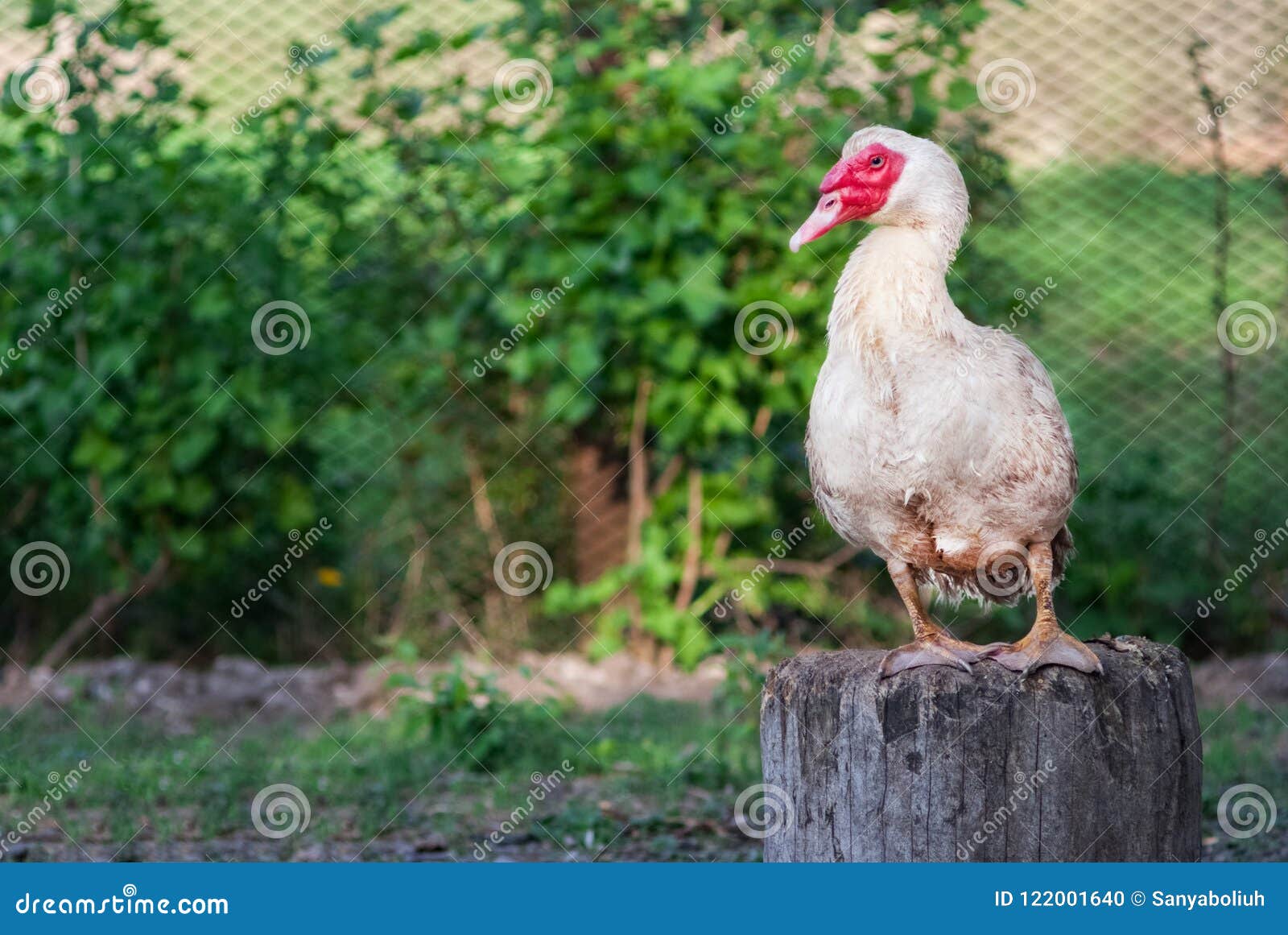 Single White Call Duck Looking at Camera. Semi-profile. Stock Photo ...