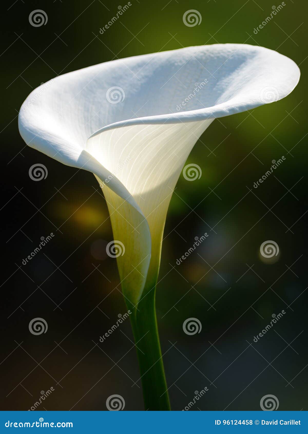 Single White Calla Lily Flower Softly Illuminated by Sunlight Stock ...