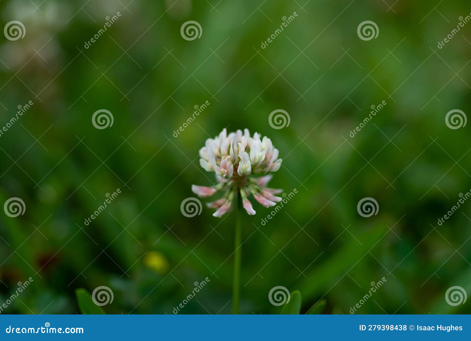 A Single White Clover Flower. Stock Photo - Image of blooms, south ...