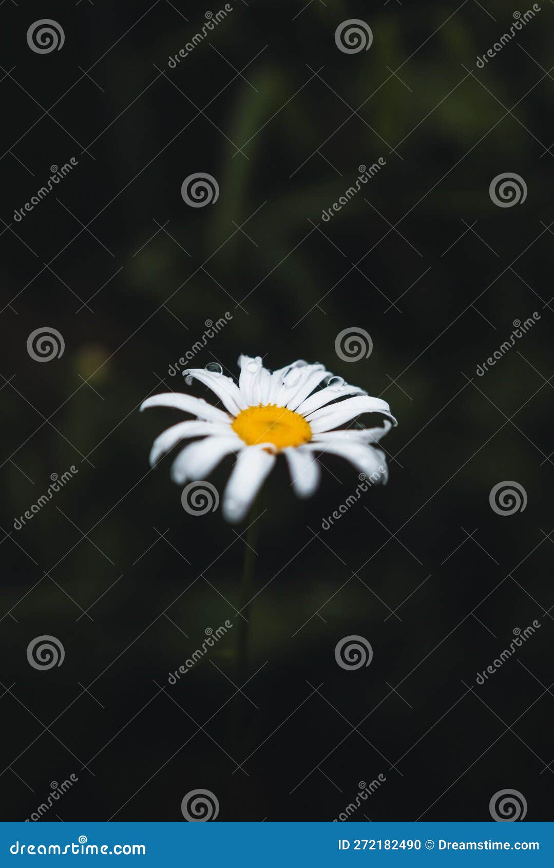 Single White Common Daisy Flower Displayed Prominently Against a Dark ...