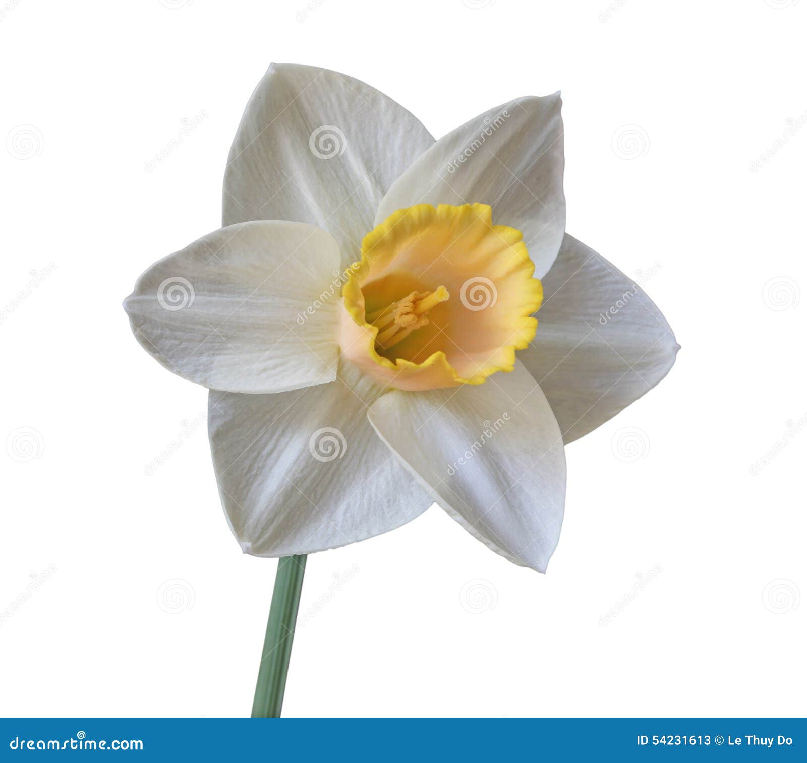 Single White Daffodil stock image. Image of design, floral - 54231613