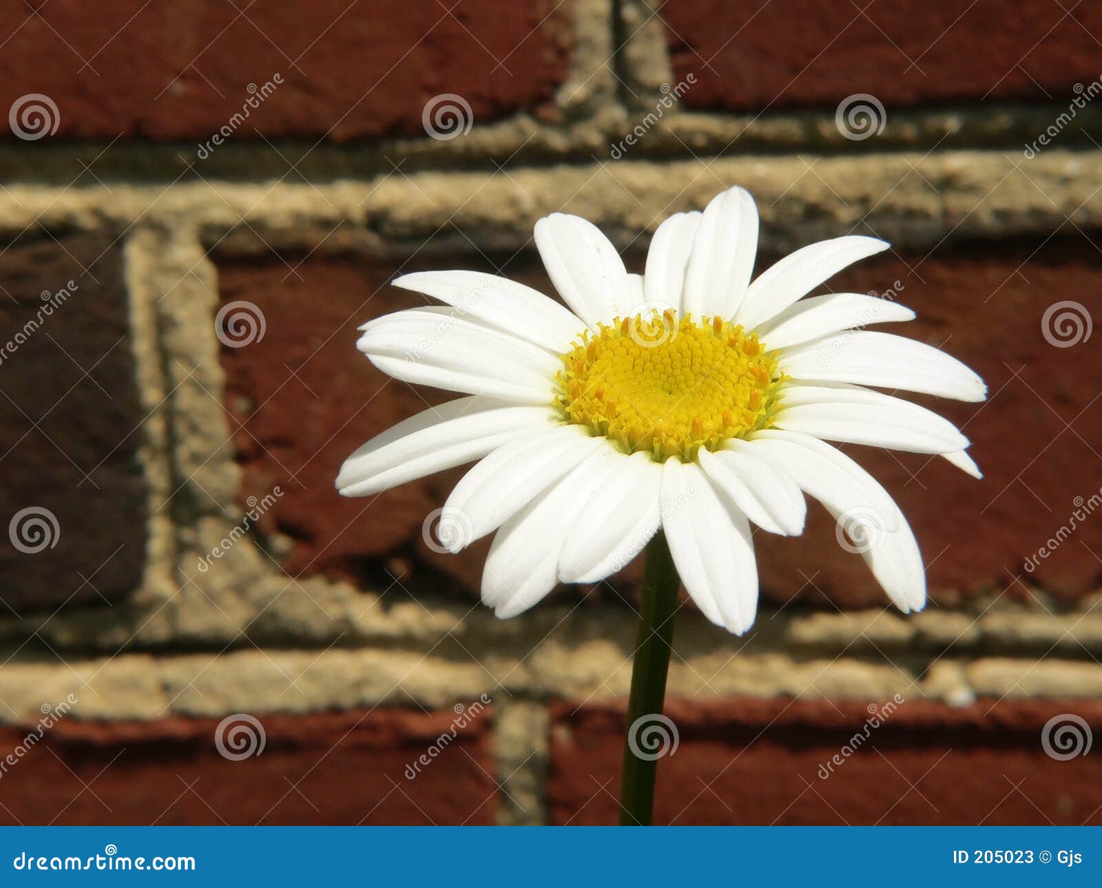 34,221 Single White Daisy Stock Photos - Free & Royalty-Free Stock ...