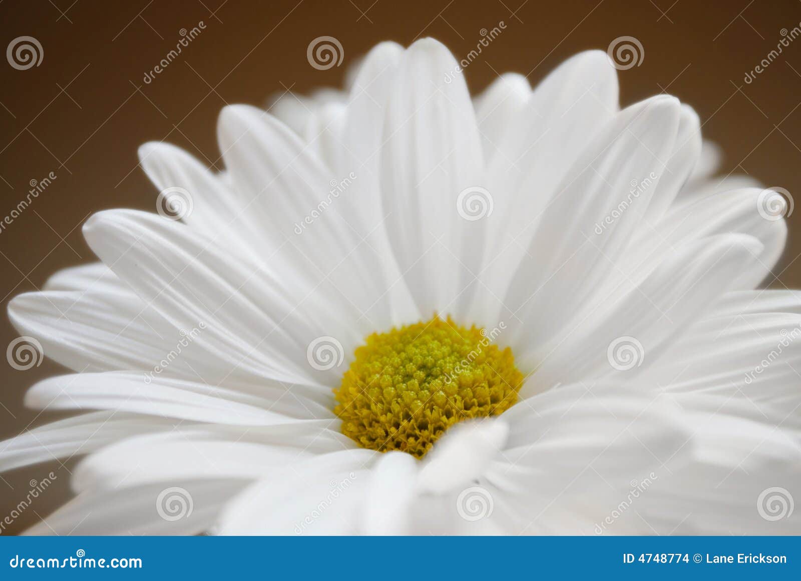Single White Daisy stock photo. Image of beautiful, fresh - 4748774