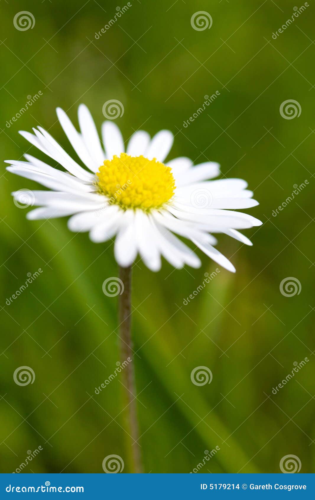 Single white daisy stock photo. Image of blossoming, closeup - 5179214