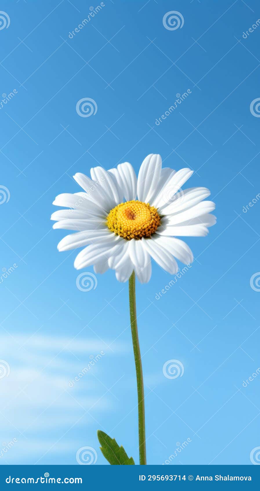 Single White Daisy Against a Soft Blue Sky Background Stock ...