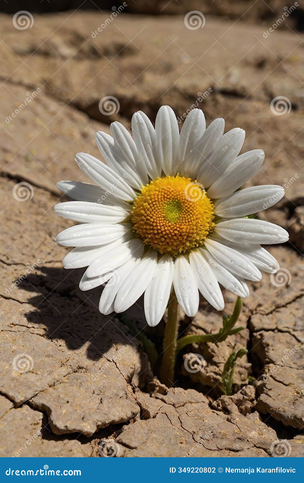 Single White Daisy Blooming from Patch of Parched, Cracked Soil Stock ...