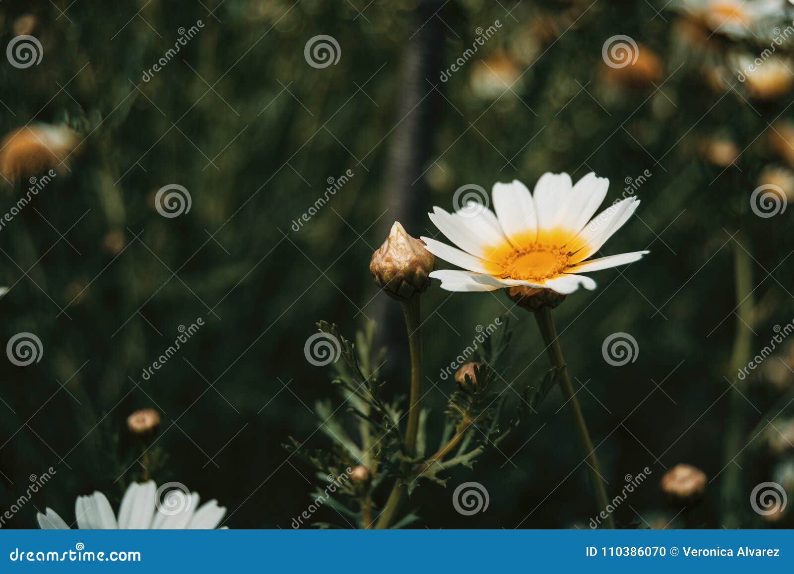 A Single White Daisy Flower Stock Photo - Image of green, beautiful ...